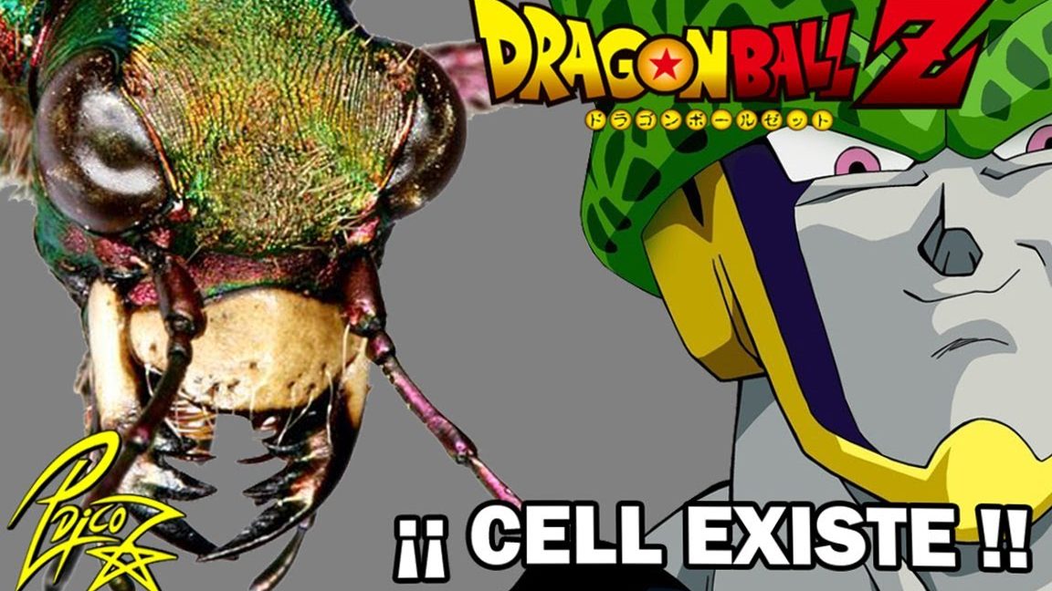 La identidad de Cell revelada: ¿Qué tipo de insecto es realmente?